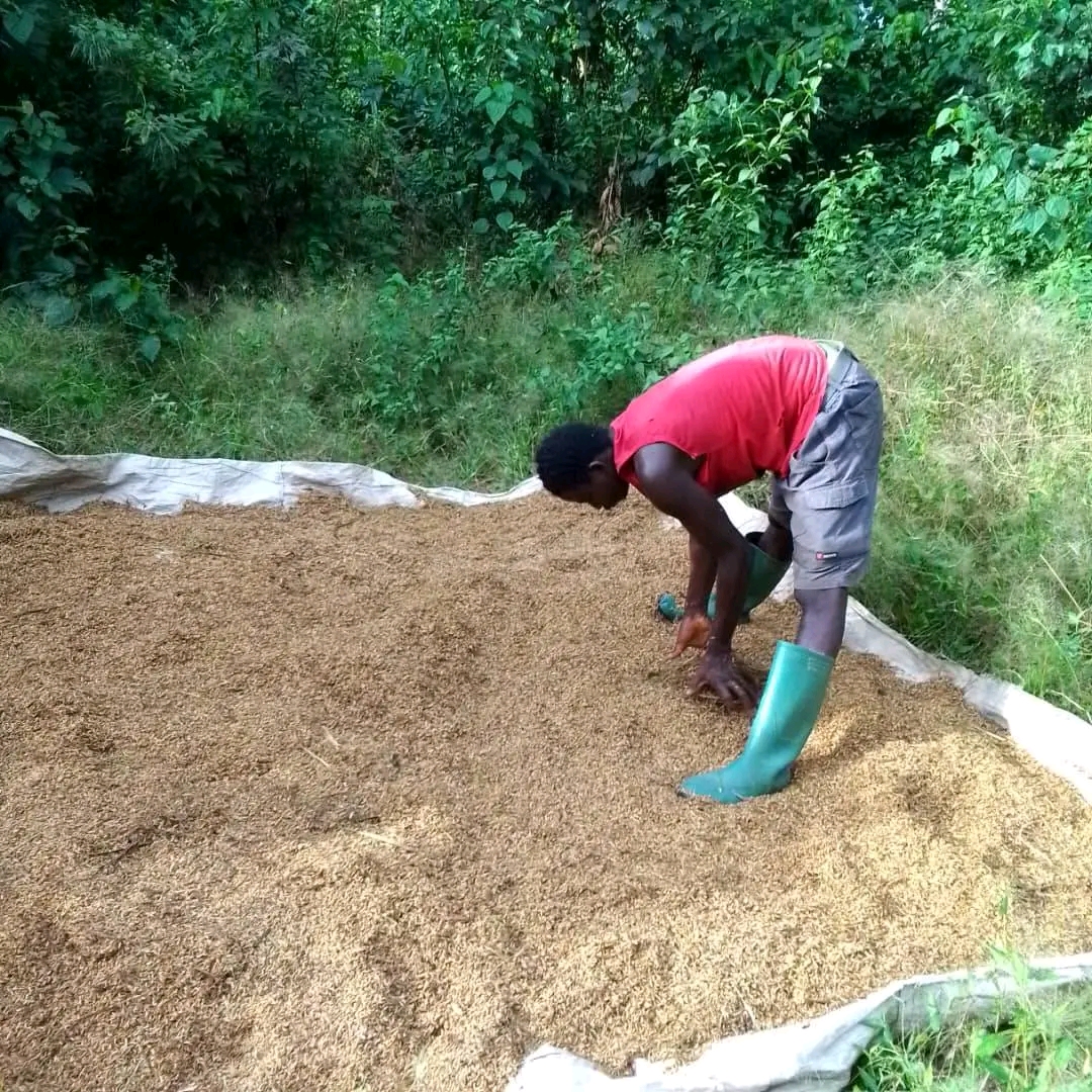 Boosting Cocoa/ Coffee sector; Fodecc announced fundings for over 80. ...